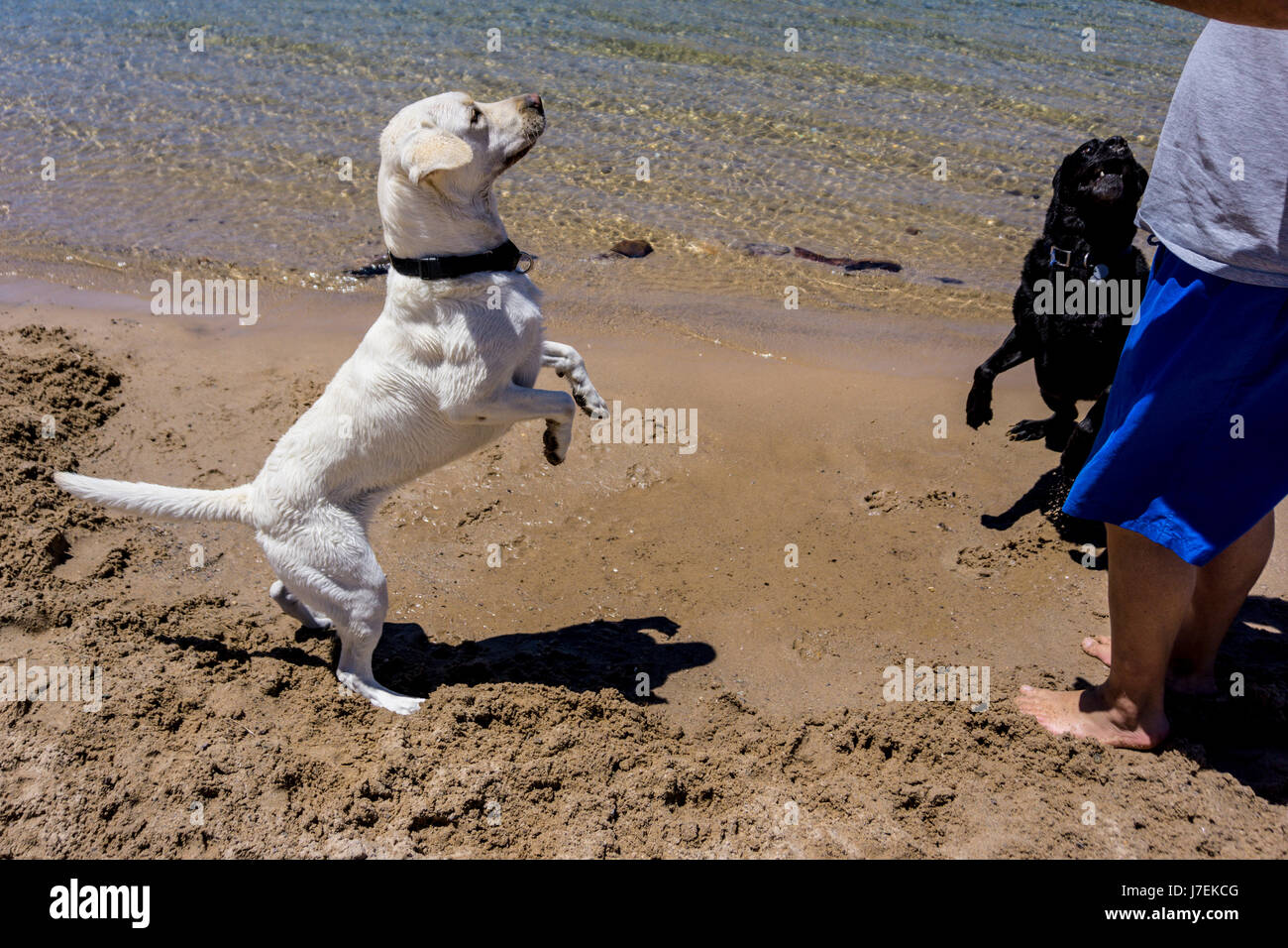 Muscles of birds hi-res stock photography and images - Alamy