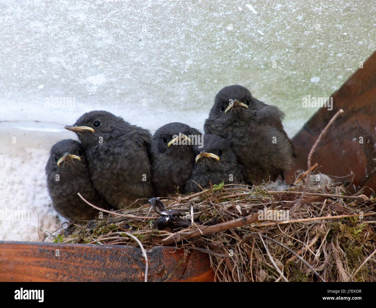 bird hunger birds nest cub baby young younger child siblings brothers ...
