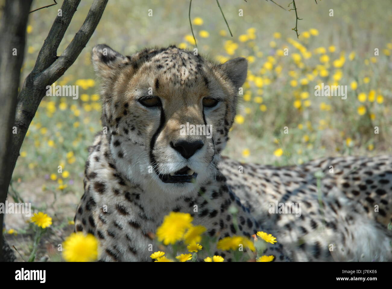 danger animal africa big cat feline predator predator environmental ...