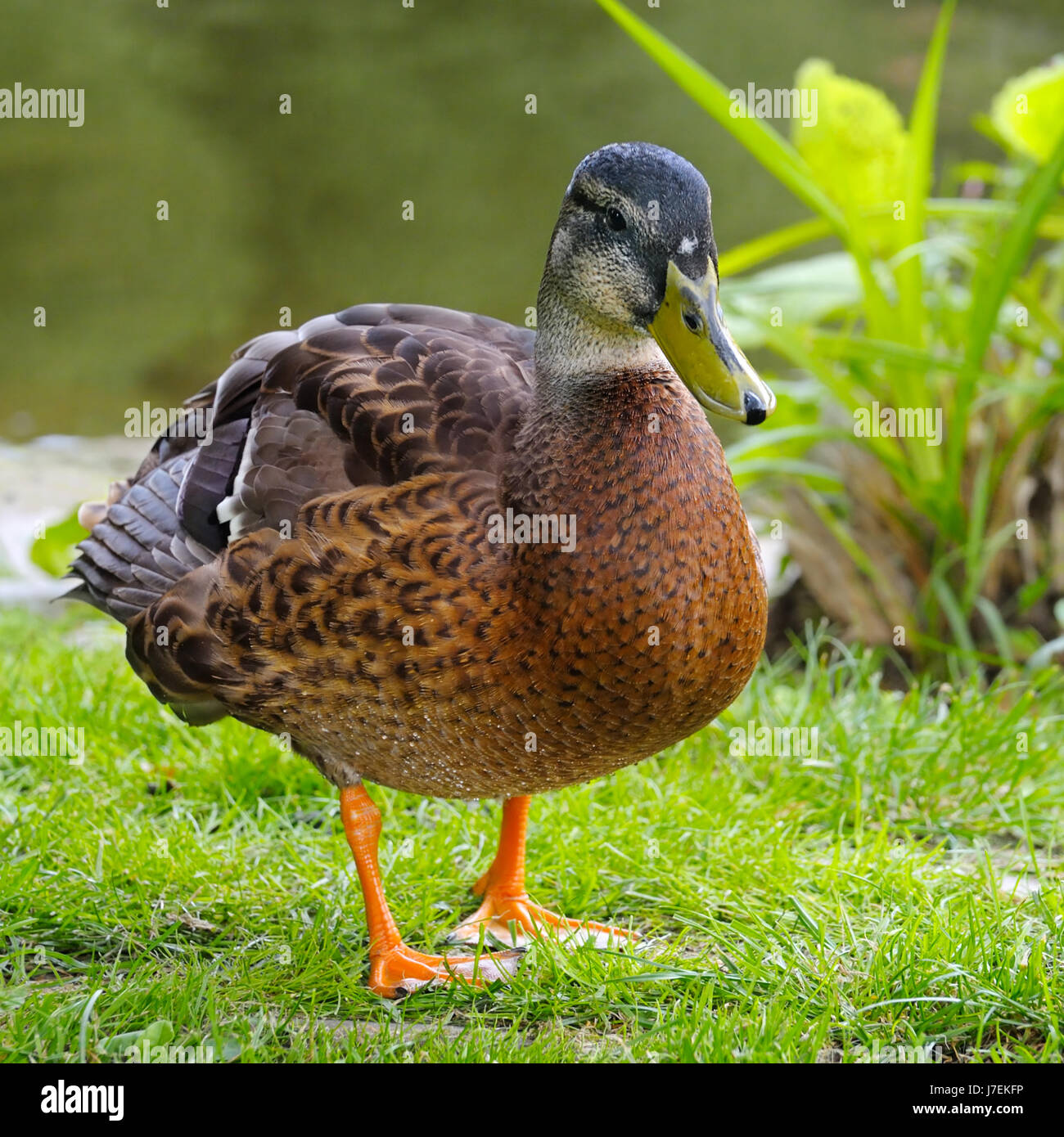 Close Up of a drake, standing on a grass Stock Photo - Alamy