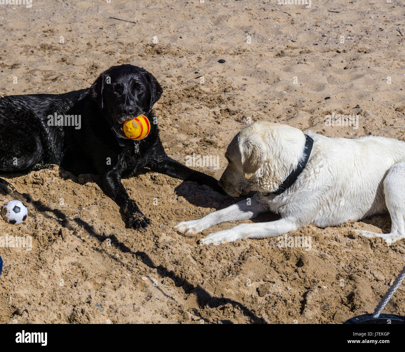 Lake Mohave Arizona Labrador retrievers playing and chasing balls and ...