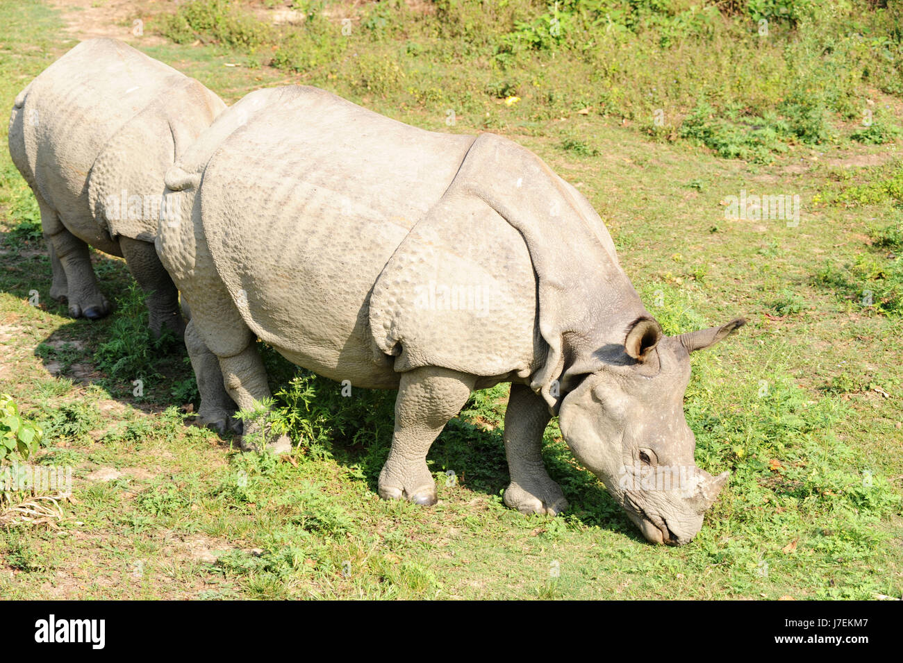 big large enormous extreme powerful imposing immense relevant closeup ...