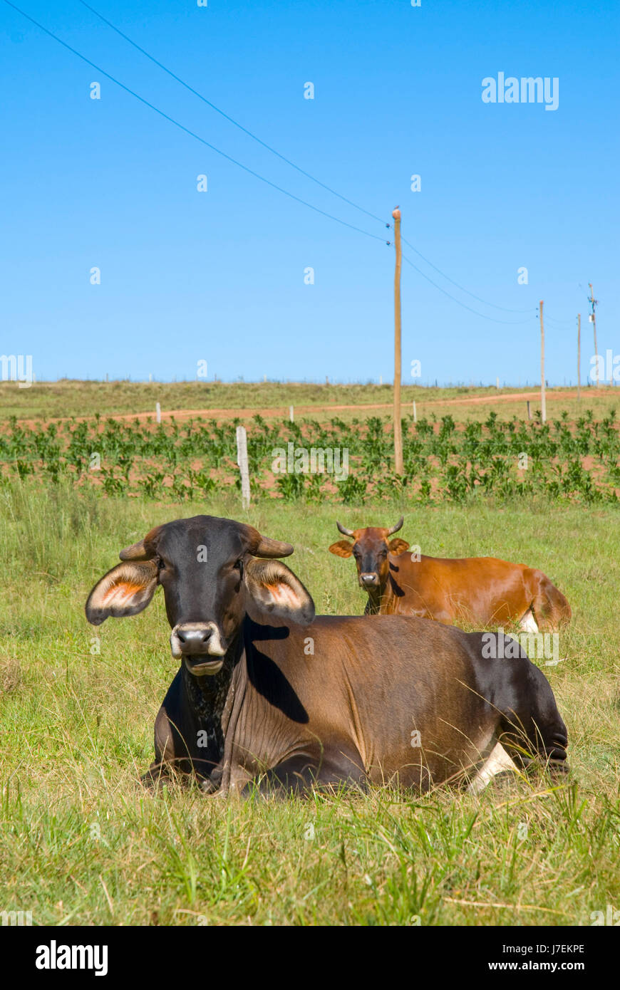 agriculture farming milk breeding cow livestock farm free cattle ...