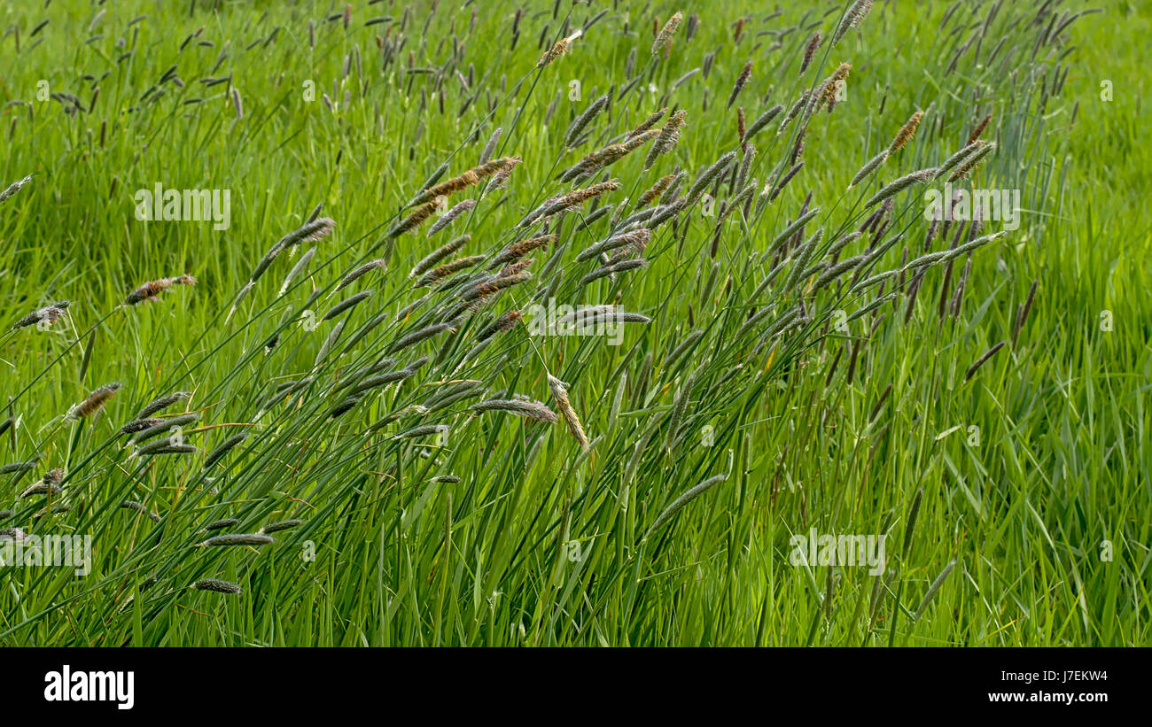 Sedge plants waving in the wind - Cyperaceae Stock Photo - Alamy