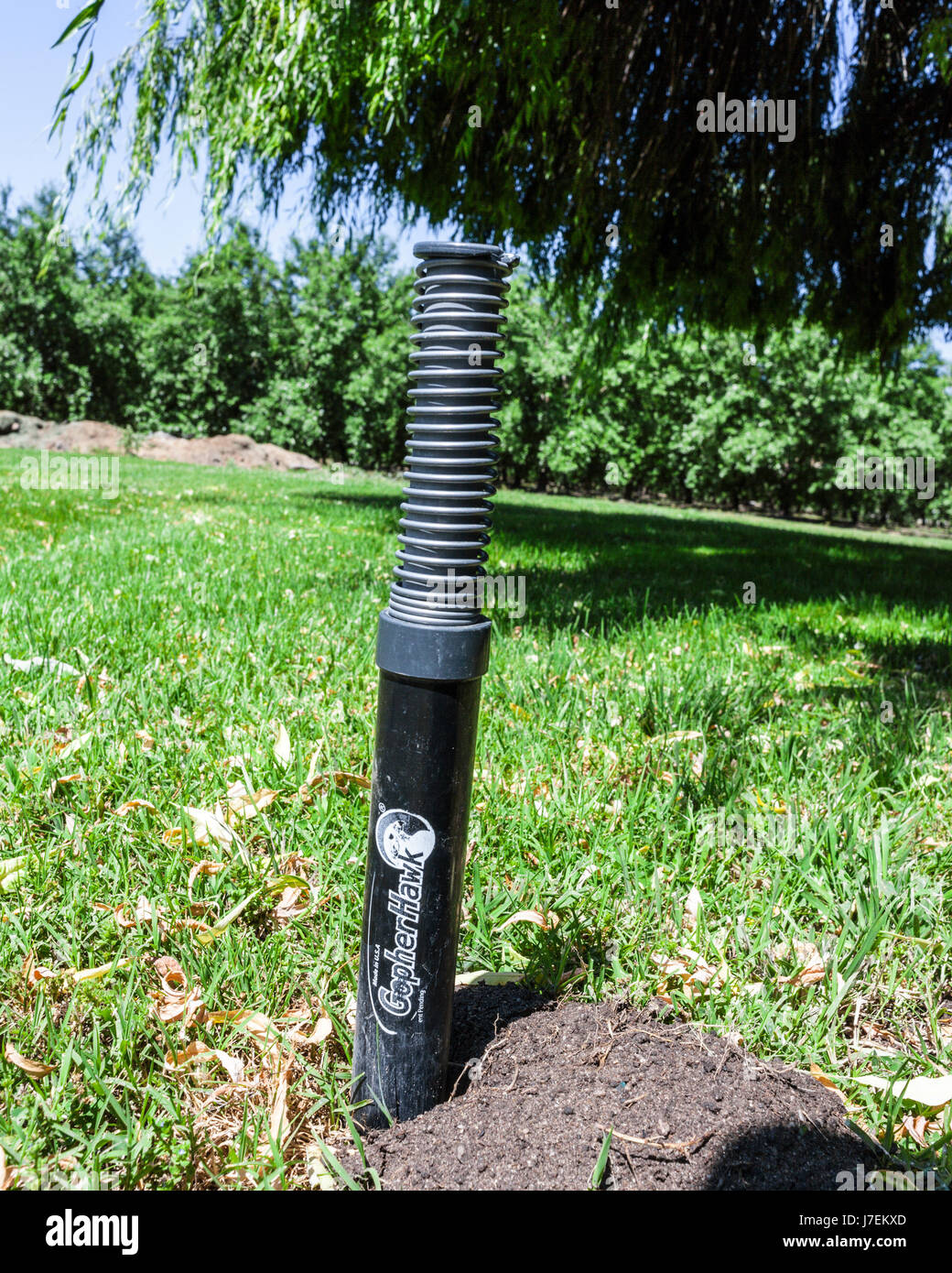 A Gopher Hawk gopher trap in a lawn on a farm in central California ... A Gopher Hawk gopher trap in a lawn on a farm in central California ...