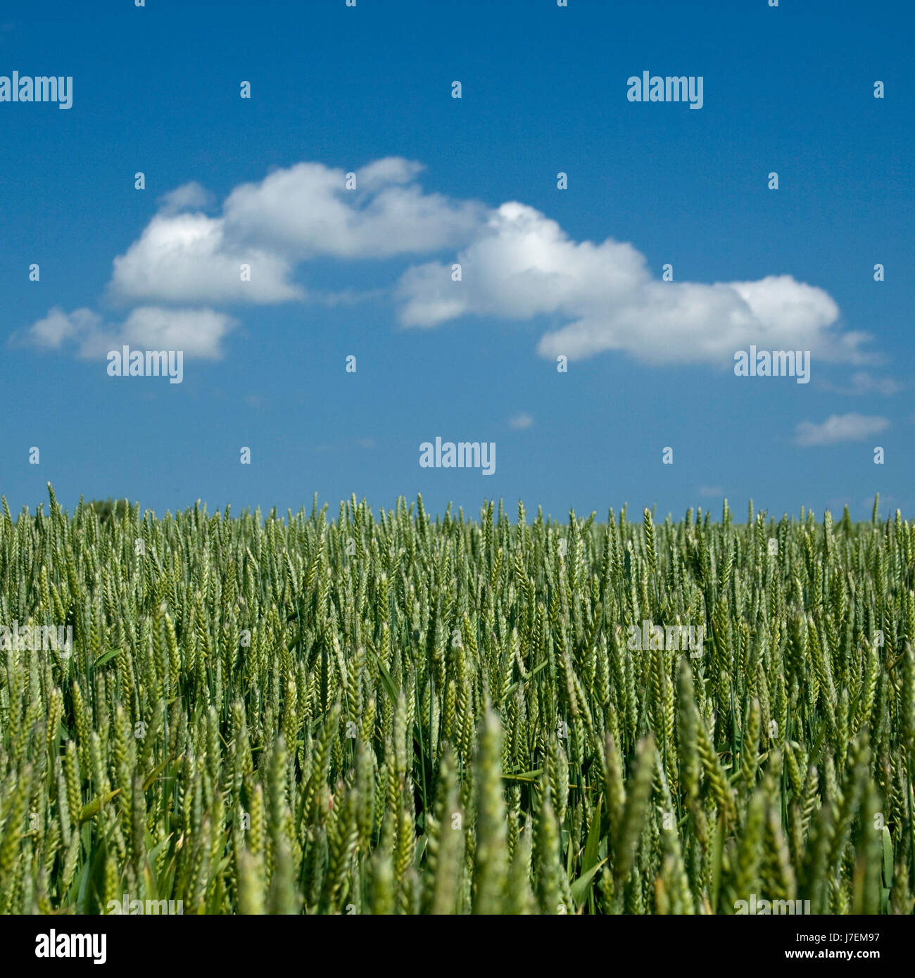 blue agriculture farming field wheat firmament sky lawn green blue ...