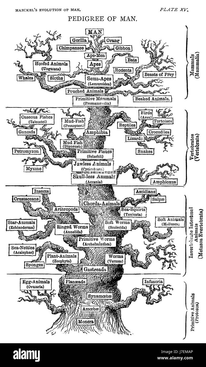ERNST HAECKEL (1834-1919) German biologist and artist. The Tree of Life ...