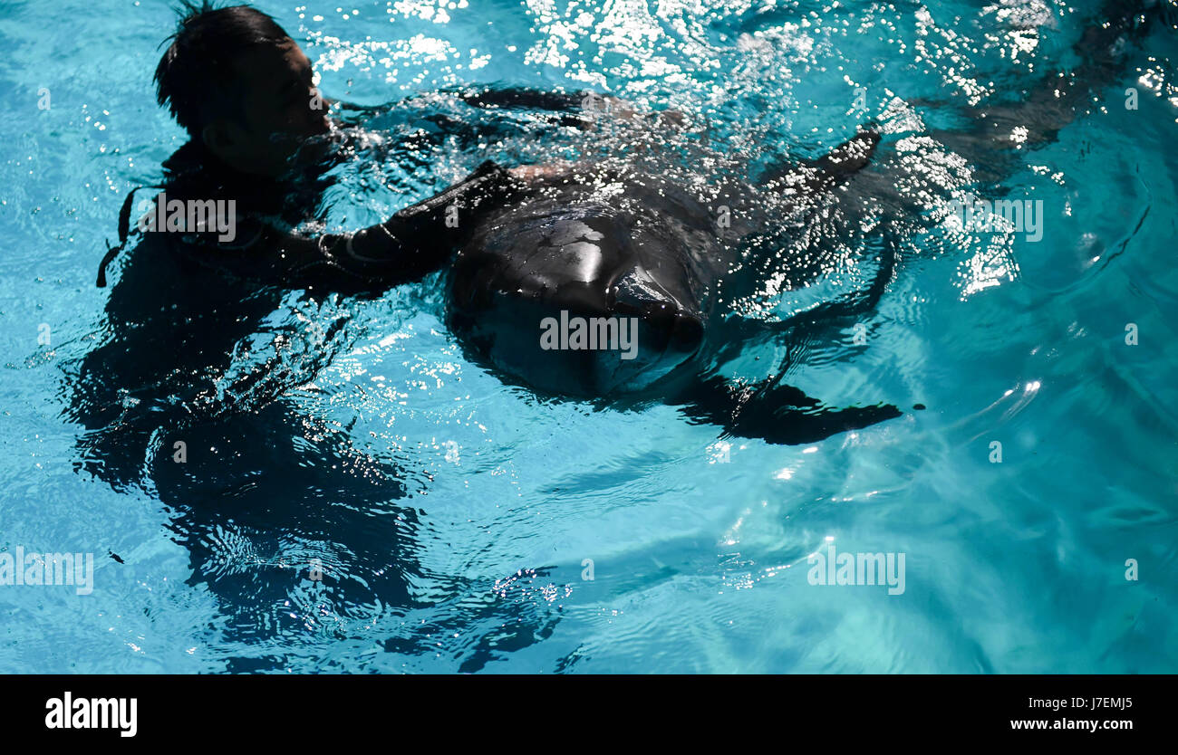 Dolphin keeper hi-res stock photography and images - Alamy