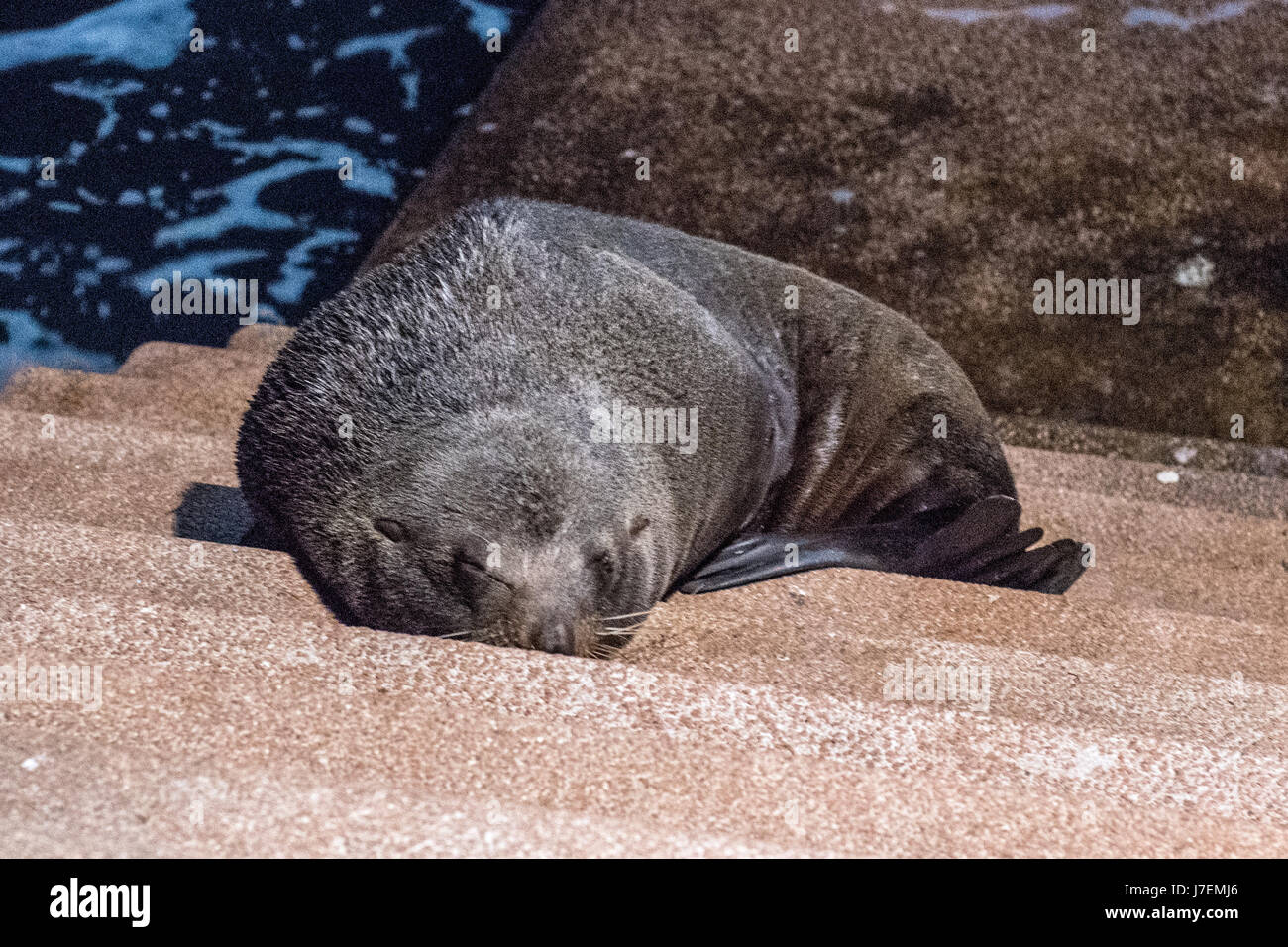 Sydney, Australia. 24th May 2017. Seal seen sitting out on the steps ...