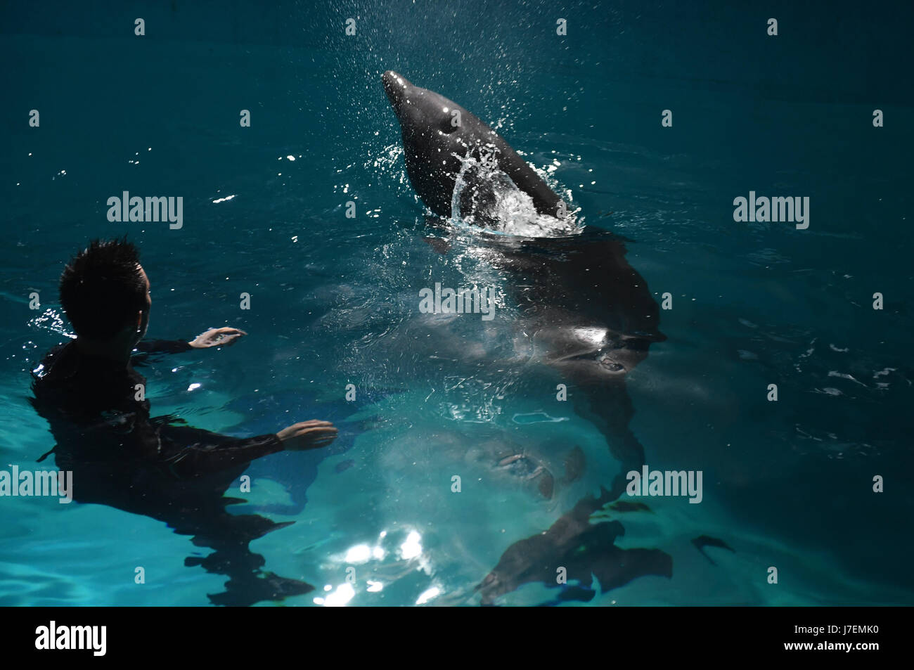 Harbin, China. 24th May, 2017. A dolphin interacts with a keeper at an ...