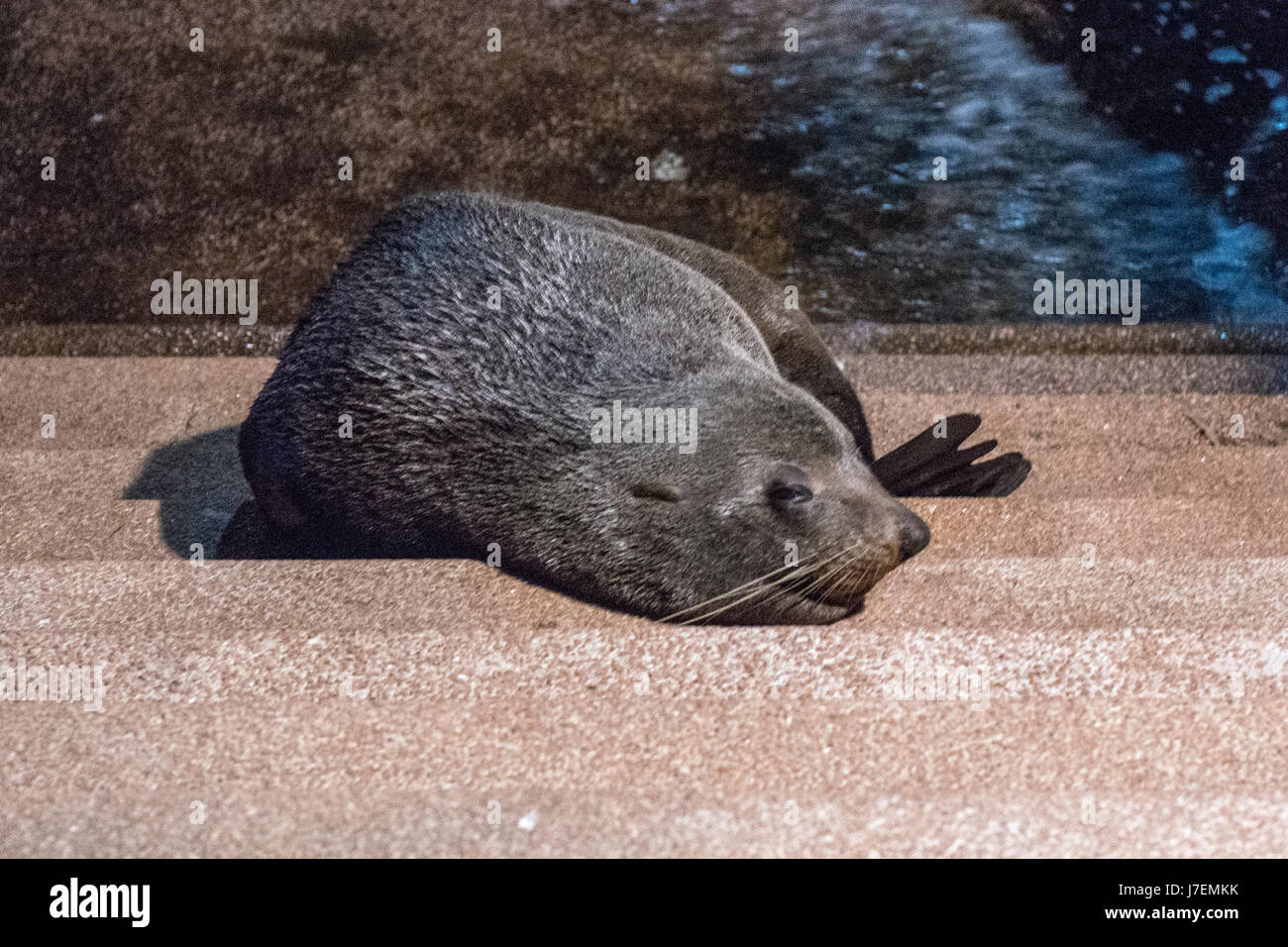 Sydney, Australia. 24th May 2017. Seal seen sitting out on the steps ...