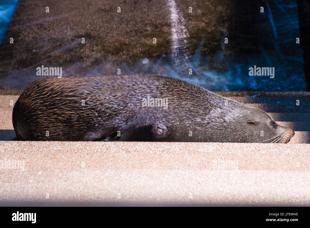 Sydney, Australia. 24th May 2017. Seal seen sitting out on the steps ...