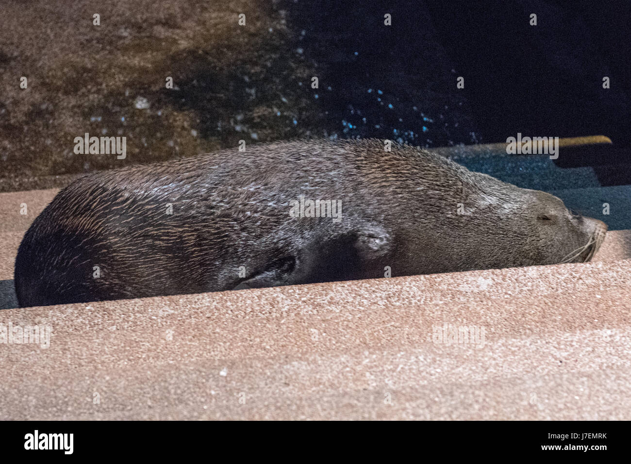 Sydney, Australia. 24th May 2017. Seal seen sitting out on the steps ...