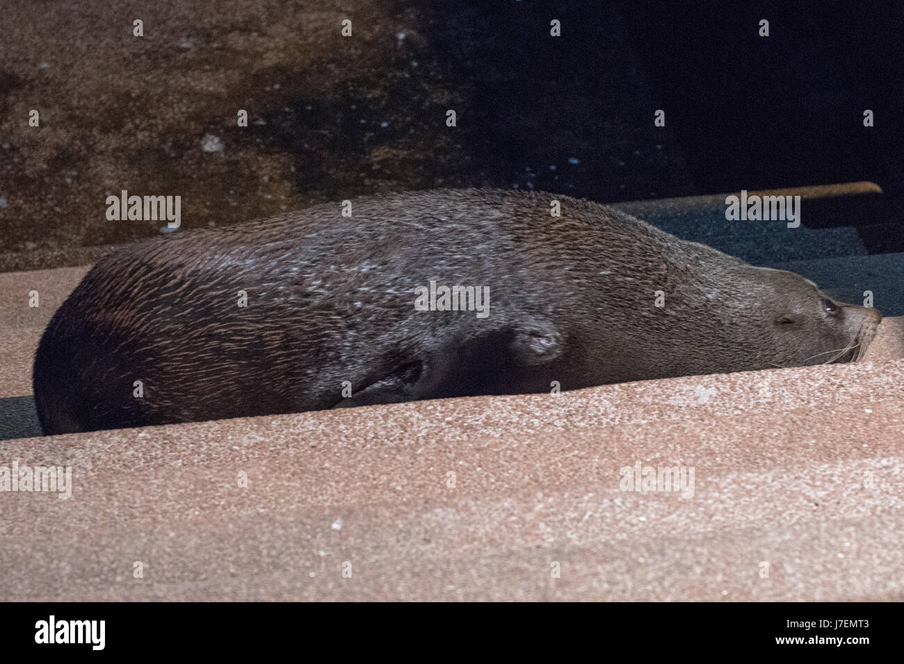 Sydney, Australia. 24th May 2017. Seal seen sitting out on the steps ...