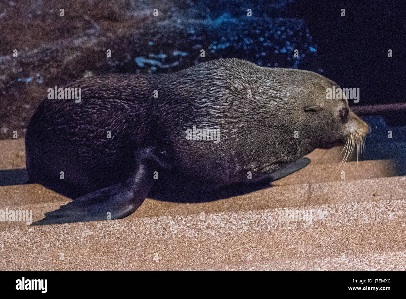 Sydney, Australia. 24th May 2017. Seal seen sitting out on the steps ...