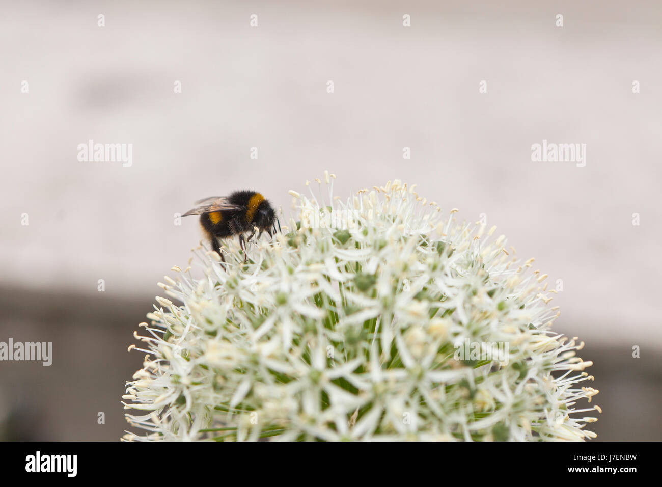 Fat bumble bee hi-res stock photography and images - Alamy