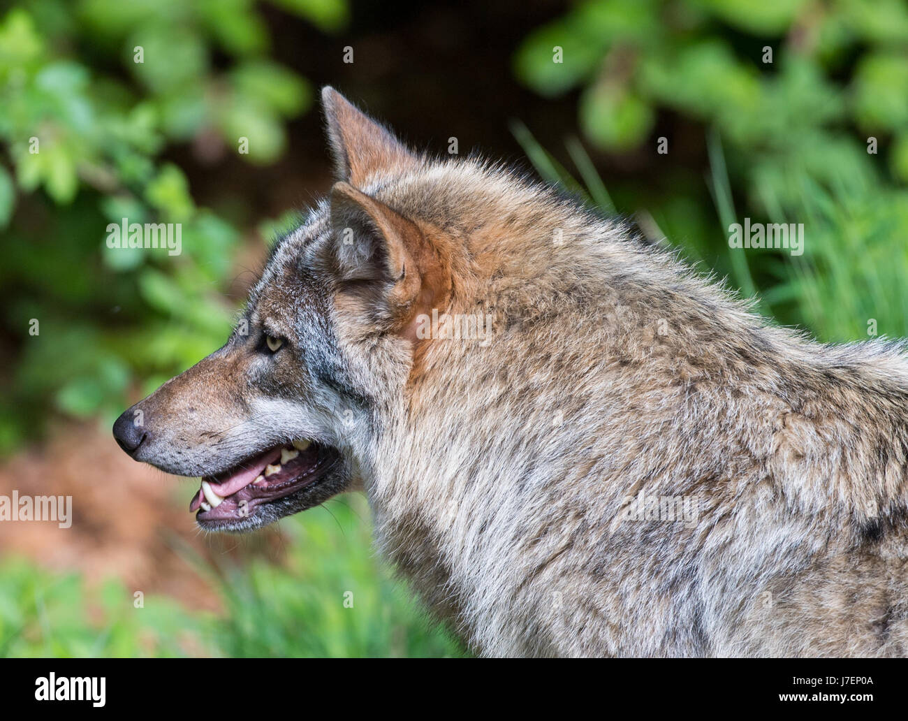 Ludwigsthal, Germany. 23rd May, 2017. A wolf seen in its enclosure in ...