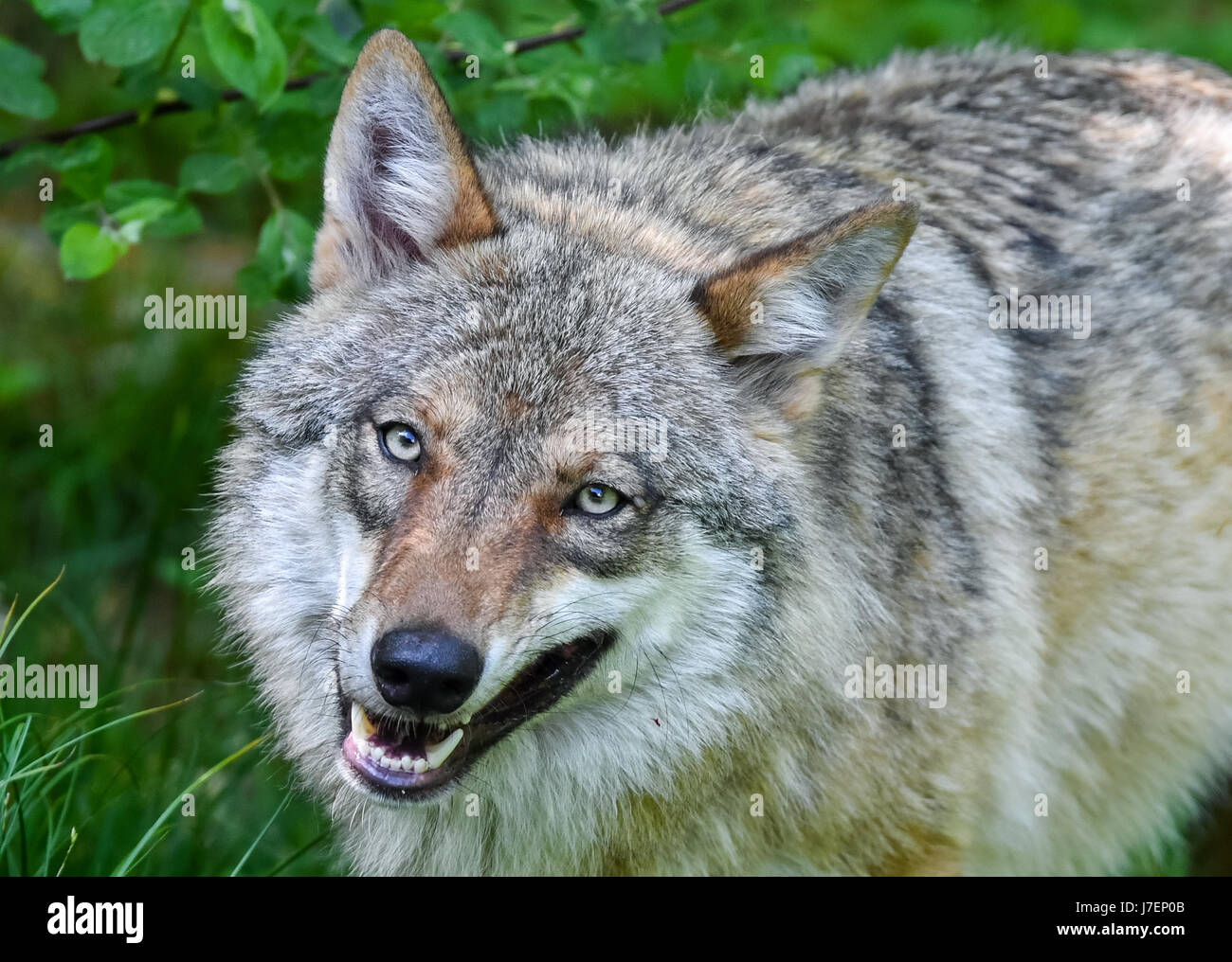 Bavaria national park wolf enclosure hi-res stock photography and ...
