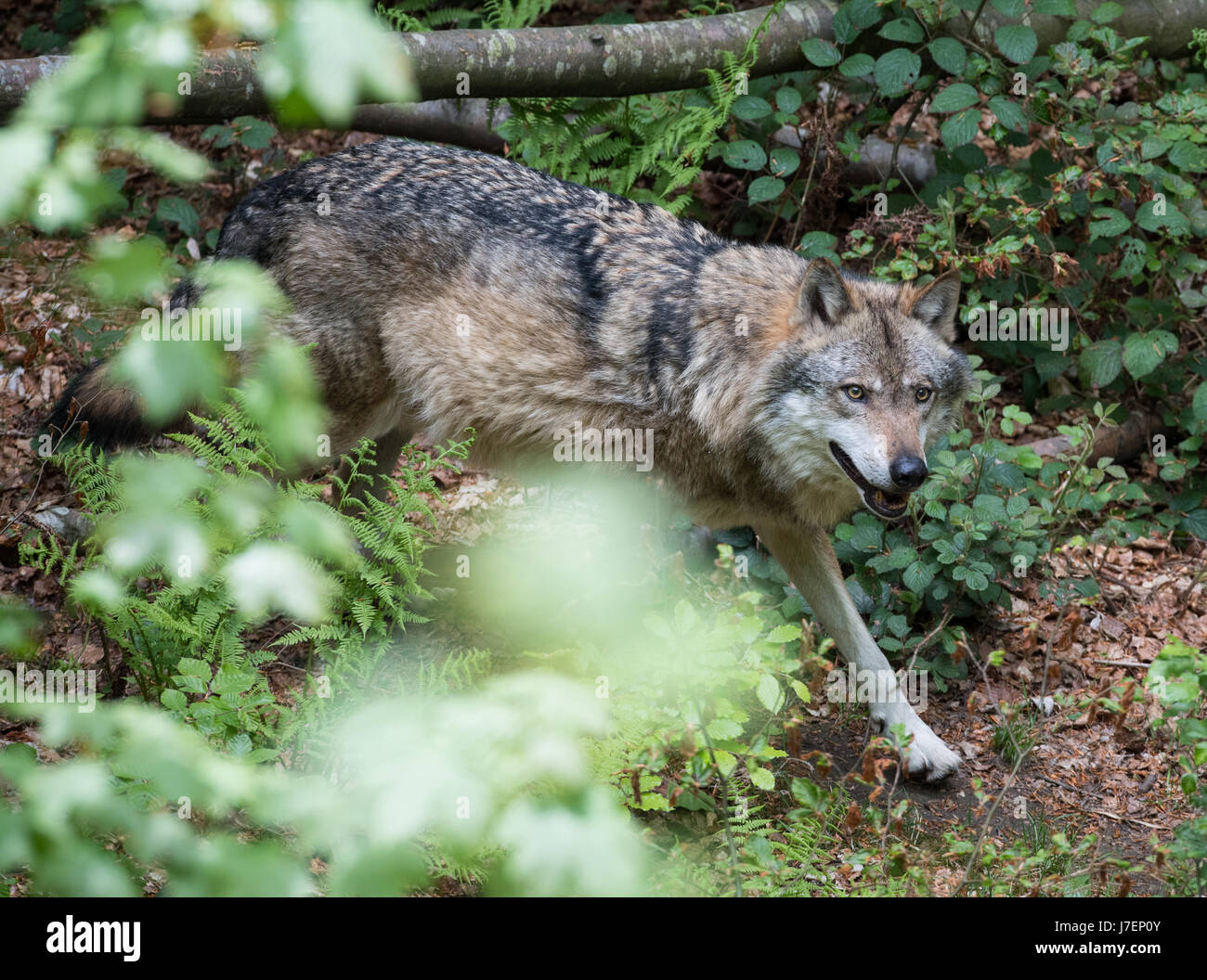 Bavaria national park wolf enclosure hi-res stock photography and ...