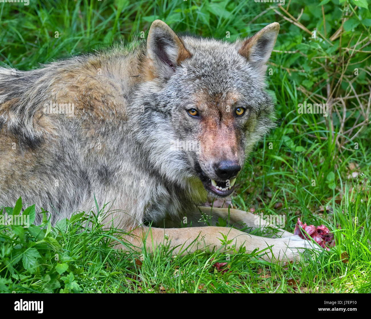 Bavaria national park wolf enclosure hi-res stock photography and ...