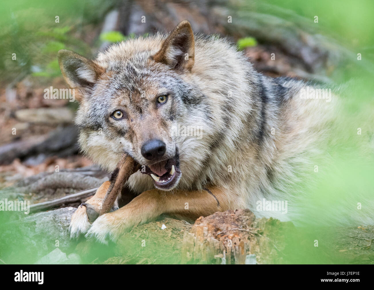 Ludwigsthal, Germany. 23rd May, 2017. A wolf chews on a bone in its ...