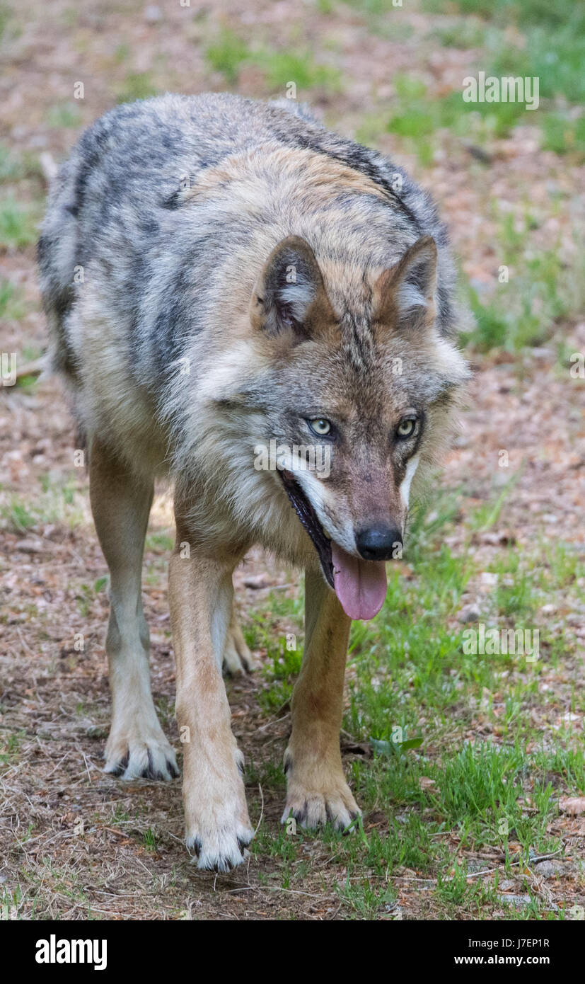 Ludwigsthal, Germany. 23rd May, 2017. A wolf walks through its ...