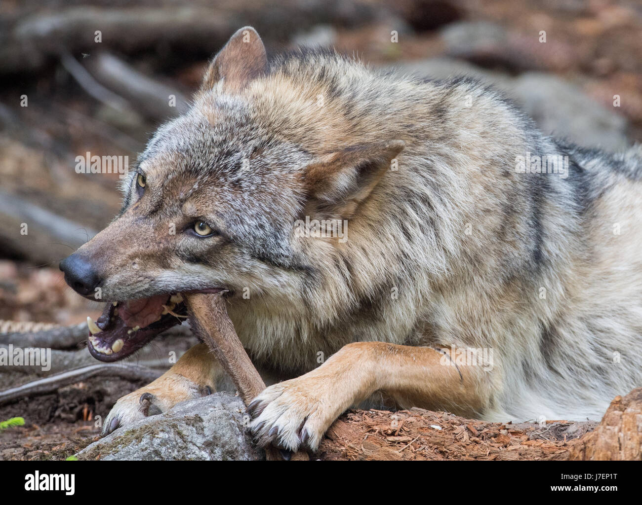 Ludwigsthal, Germany. 23rd May, 2017. A wolf chews on a bone in its ...