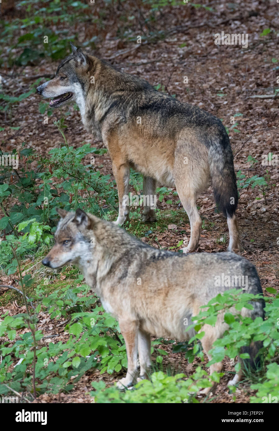 Ludwigsthal, Germany. 22nd May, 2017. Two wolves walk through their ...