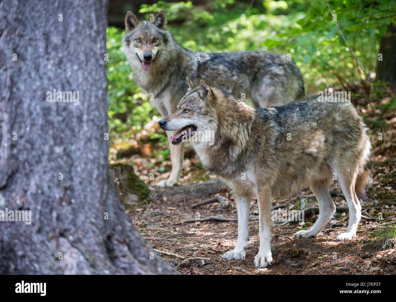 Ludwigsthal, Germany. 23rd May, 2017. Two wolves seen in their ...