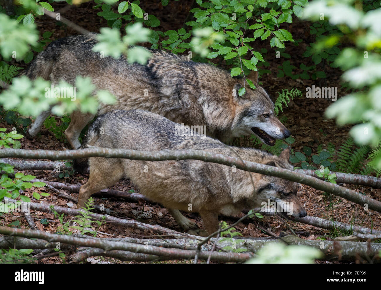 Ludwigsthal, Germany. 22nd May, 2017. Two wolves walk through their ...