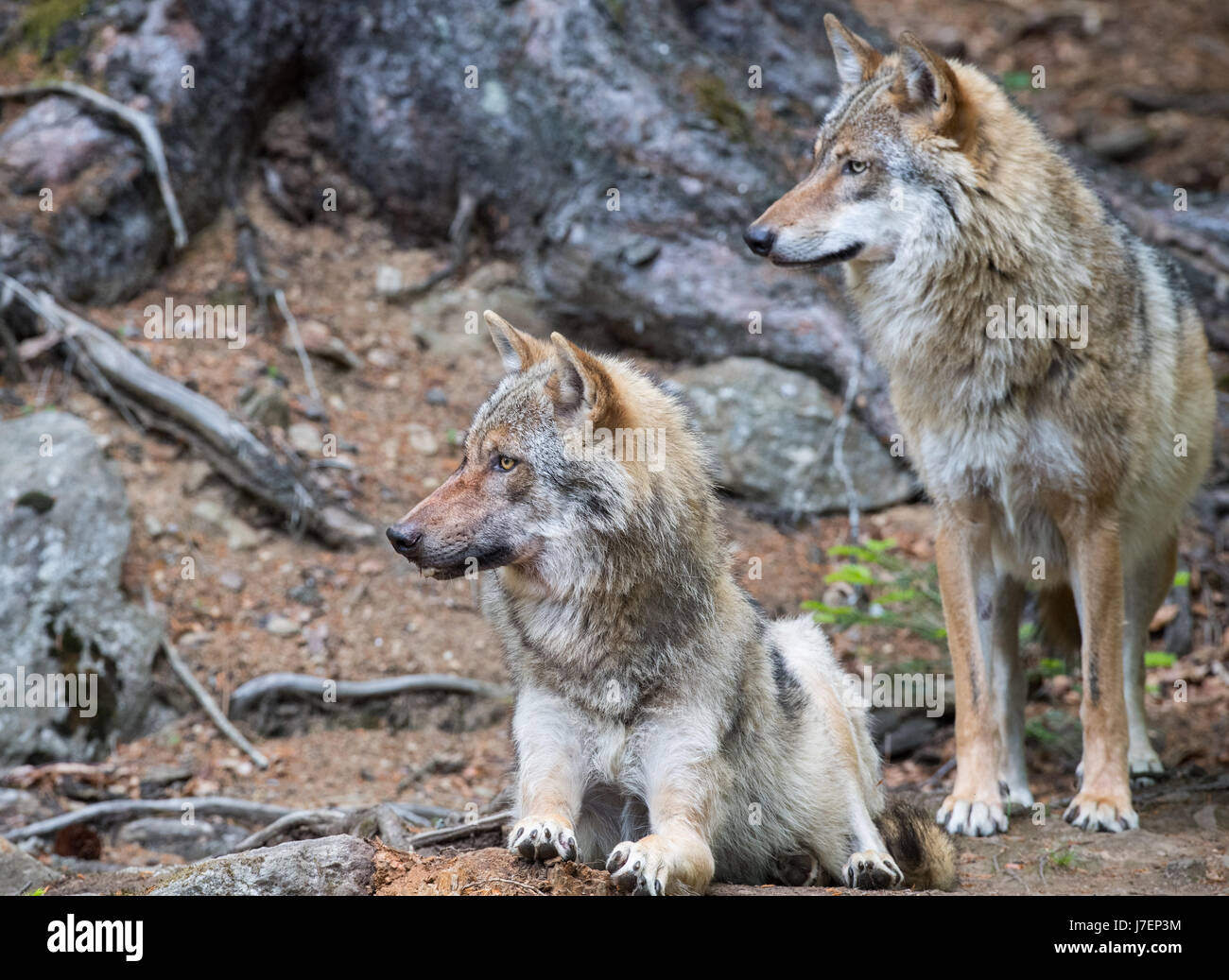 Ludwigsthal, Germany. 22nd May, 2017. Two wolves seen in their ...