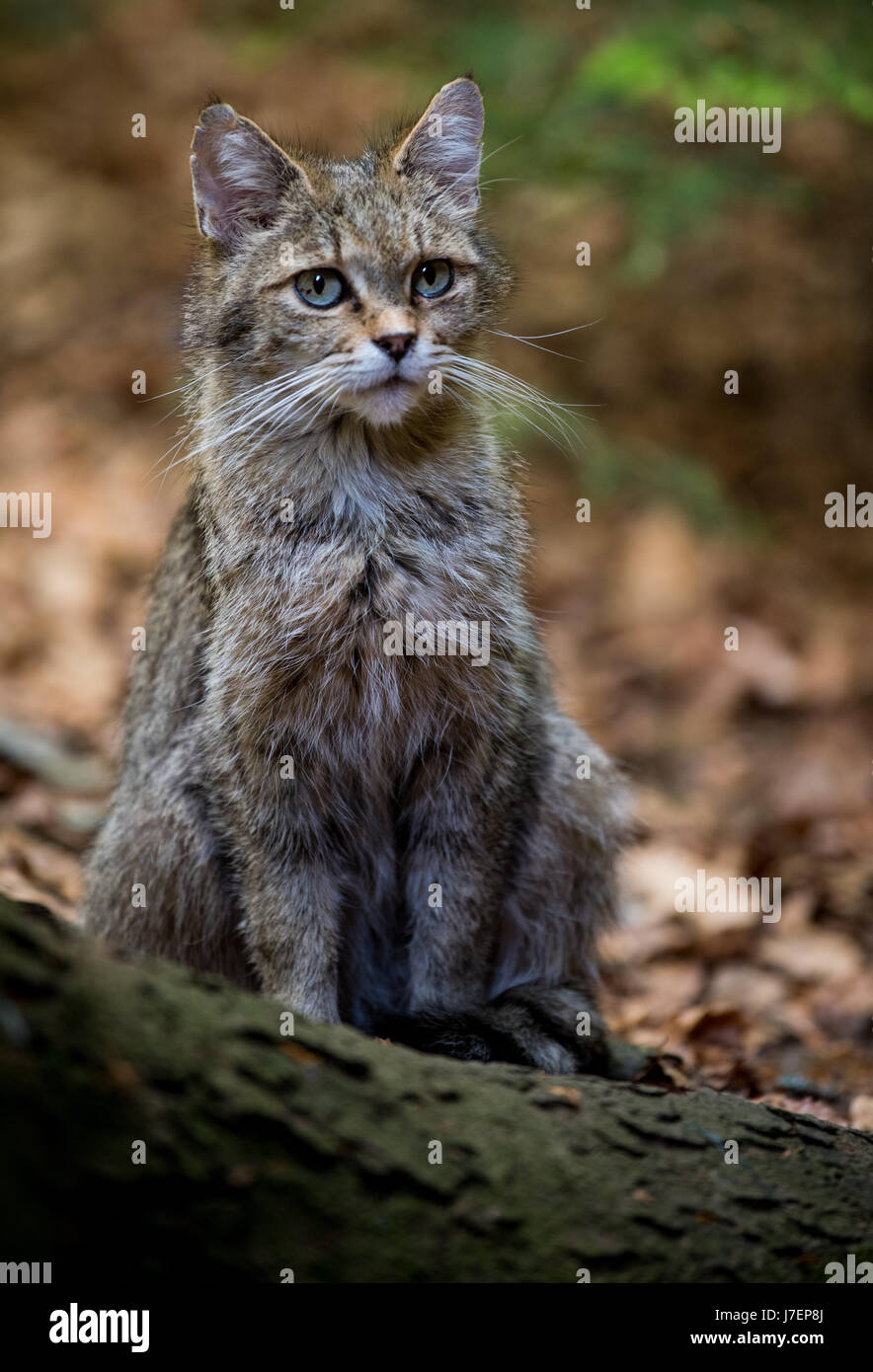 Neuschoenau, Germany. 22nd May, 2017. A wildcat sits in its enclosure ...