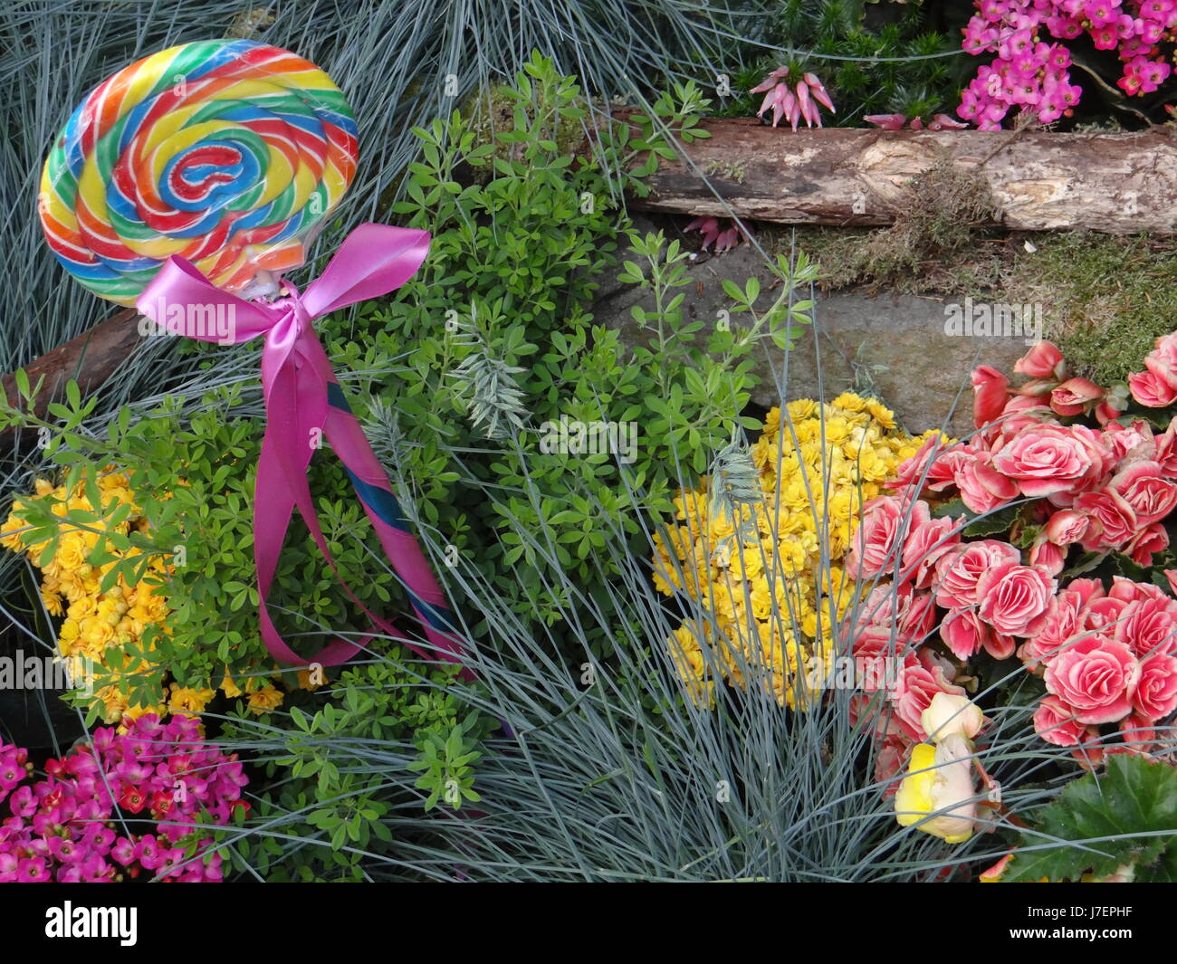 Paddington bear book display hi-res stock photography and images - Alamy