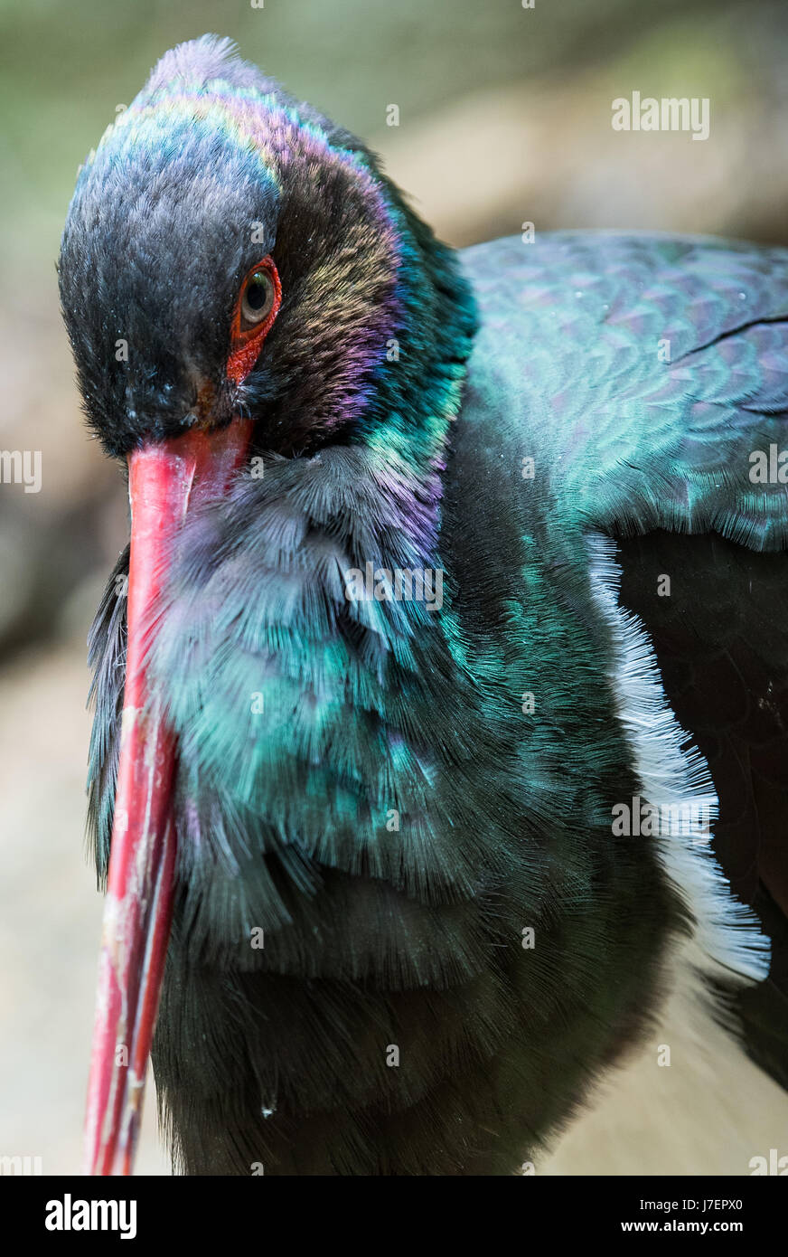 Neuschoenau, Germany. 21st May, 2017. A Black Stork seen in its ...