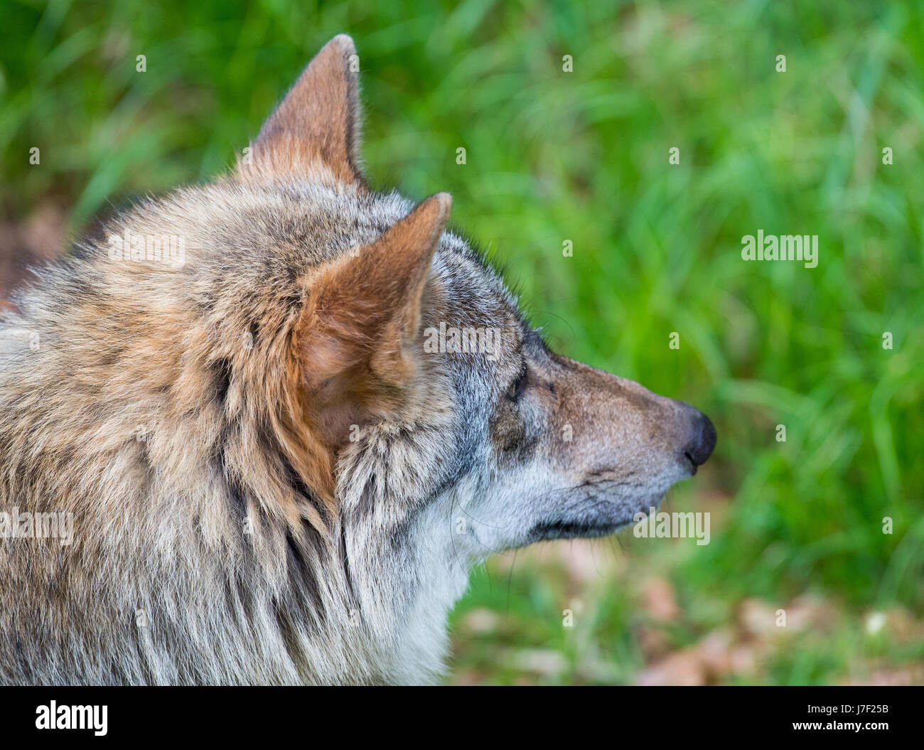 A wolf seen in its enclosure in the Bavarian Forest National Park in ...