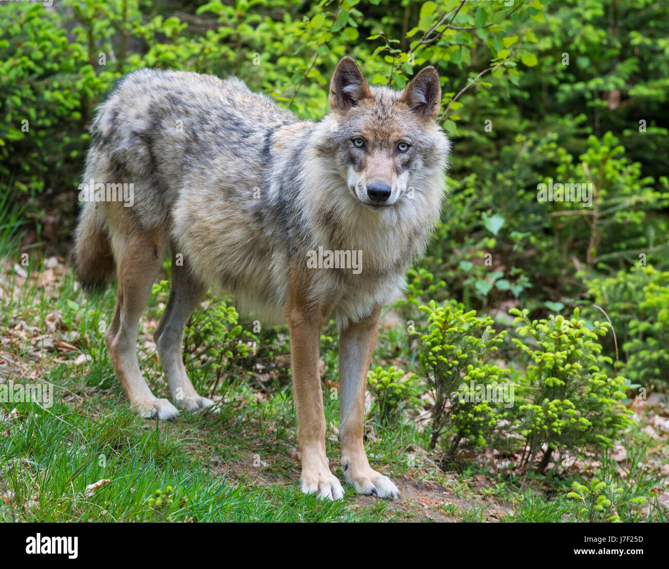 A wolf seen in its enclosure in the Bavarian Forest National Park in ...