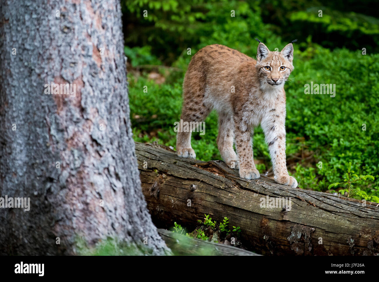 A Eurasian lnyx (Lyny lynx) pictures in the animal open-air enclosure ...