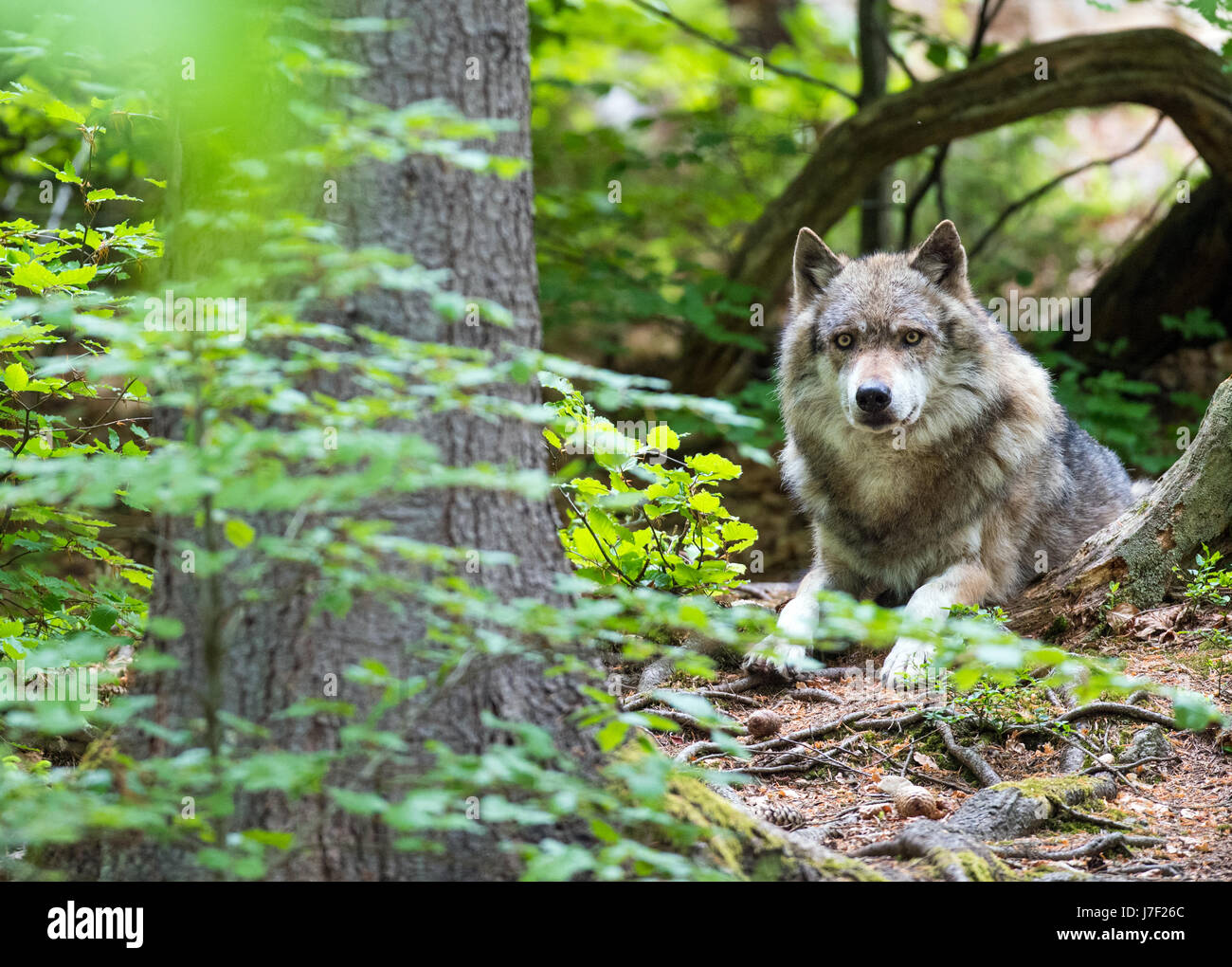 A wolf seen in its enclosure in the Bavarian Forest National Park in ...