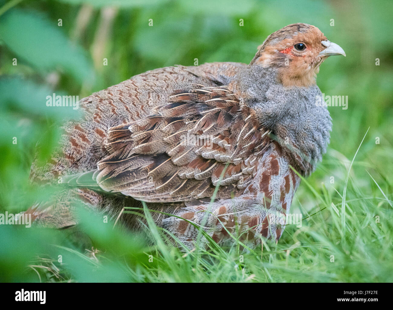 Patrick partridge hi-res stock photography and images - Alamy