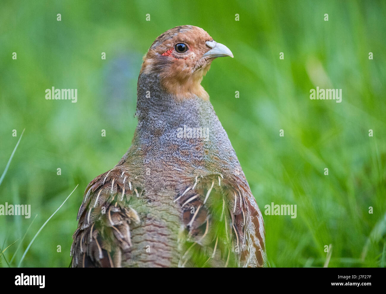 A partridge seen in its enclosure in the Bavarian Forest National Park ...