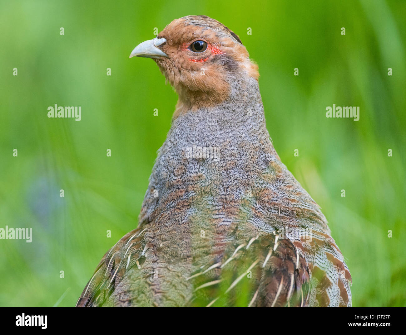 A partridge seen in its enclosure in the Bavarian Forest National Park ...