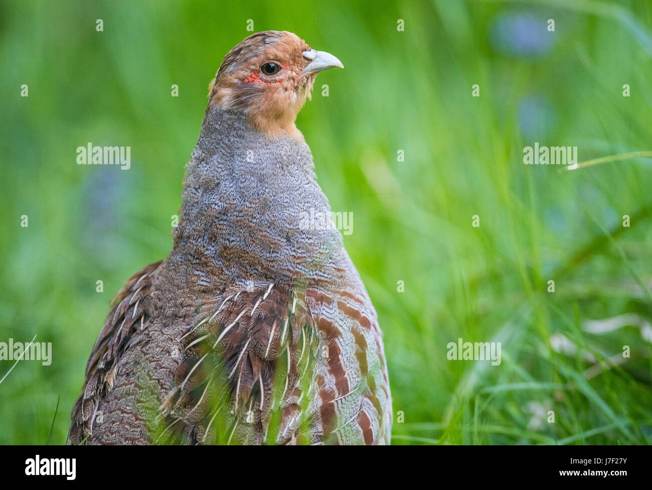 A partridge seen in its enclosure in the Bavarian Forest National Park ...