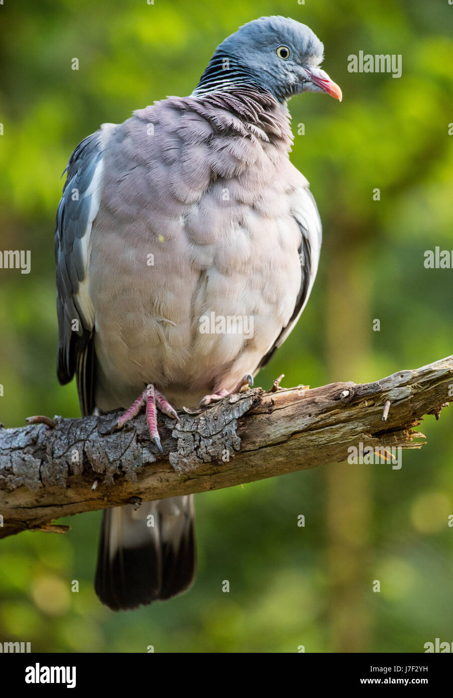 A common wood pigeon (Columba palumbus) pictured in the animal open-air ...