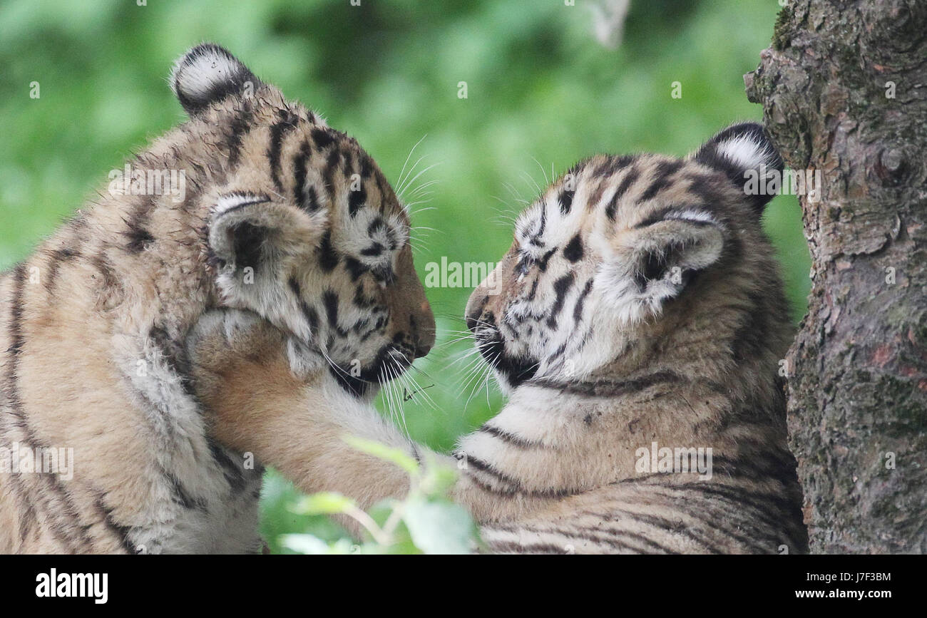 Leipzig, Germany. 25th May, 2017. dpatop - The tiger twins Akina (L ...