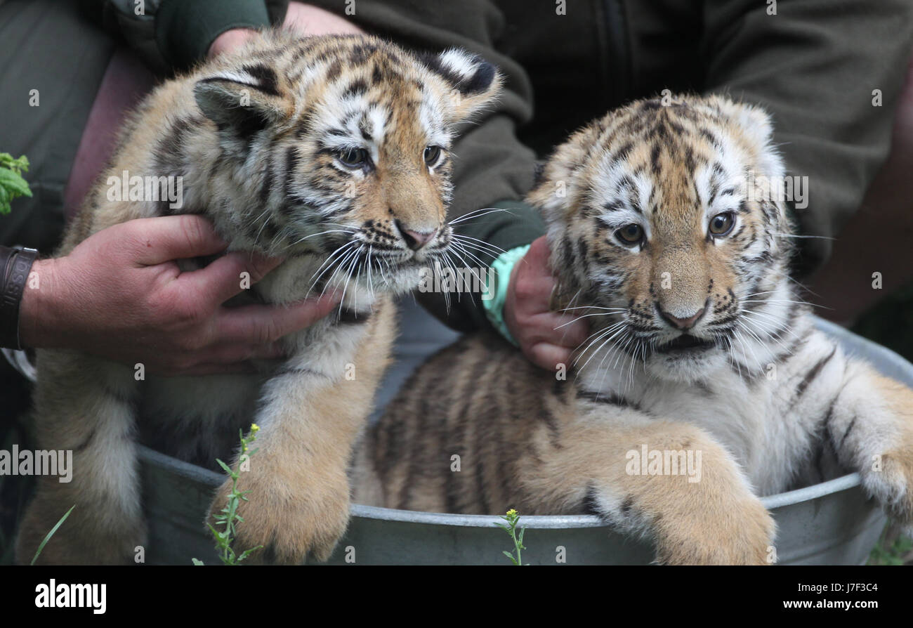 Leipzig, Germany. 25th May, 2017. The tiger twins Akina (L) and Lenya ...