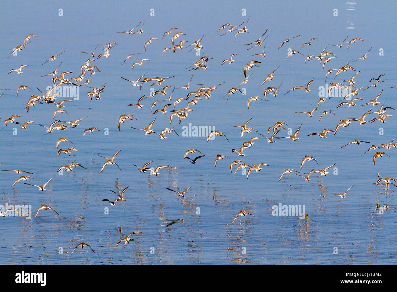 Flocks of Dunlin and Ringed Plover on the shoreline. Lytham St Annes on ...