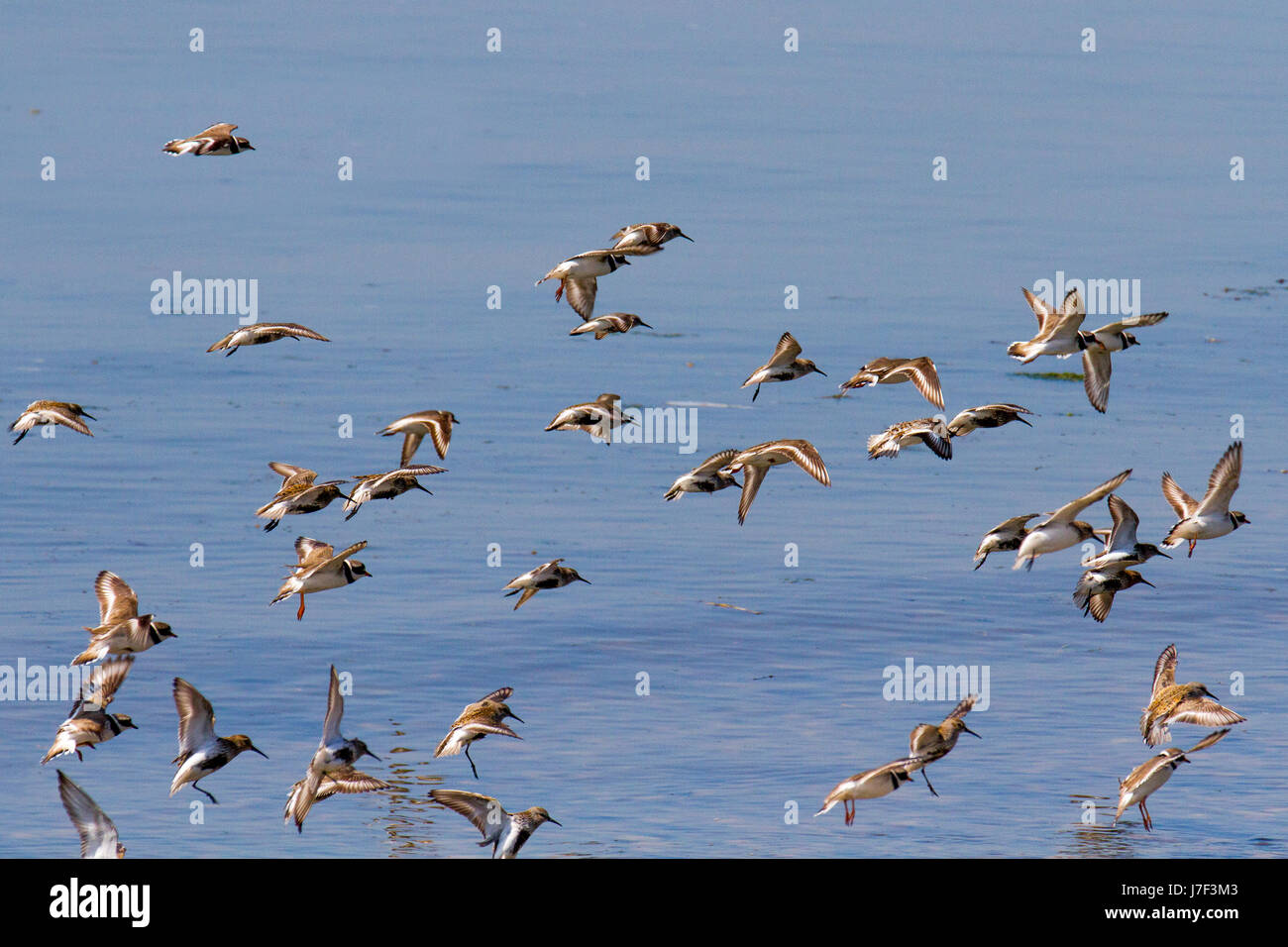 Flocks of Dunlin and Ringed Plover on the shoreline. Lytham St Annes on ...