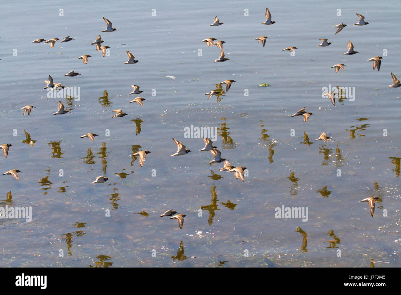 Flocks of Dunlin and Ringed Plover on the shoreline. Lytham St Annes on ...