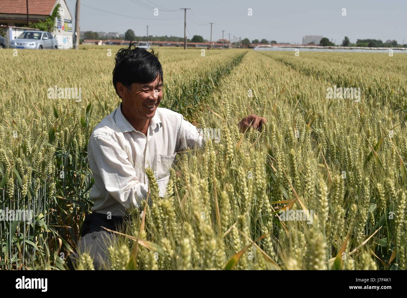 (170525) -- HUANTAI, May 25, 2017 (Xinhua) -- Han Xiting, a local ...