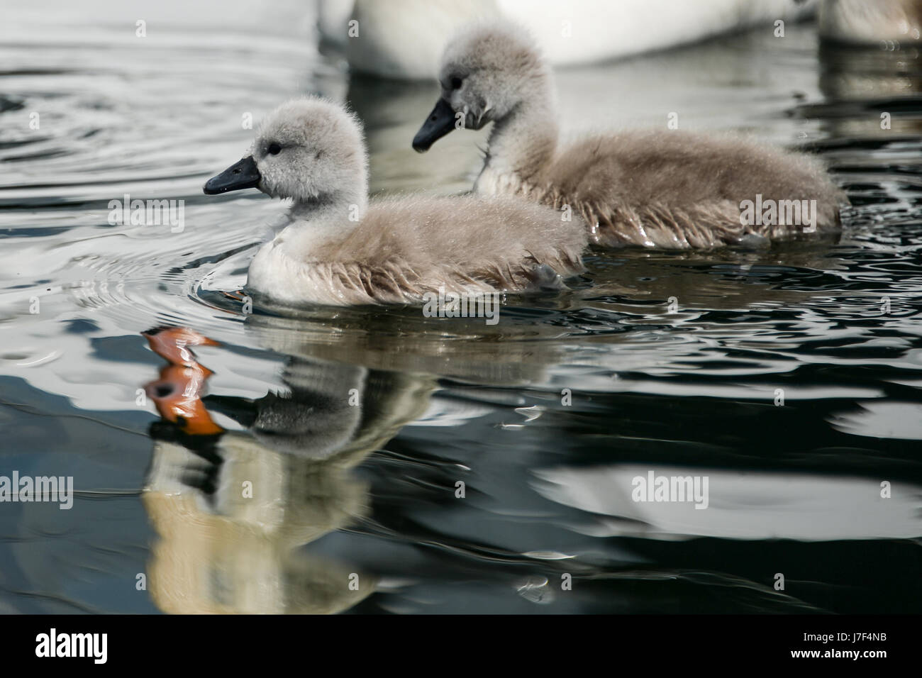 Few-day-old swan chicks swim at the yacht harbour in Gohren bei ...